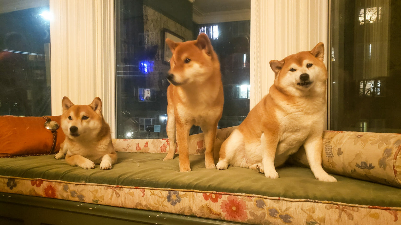 Inside the Shiba house | Dalhousie Gazette